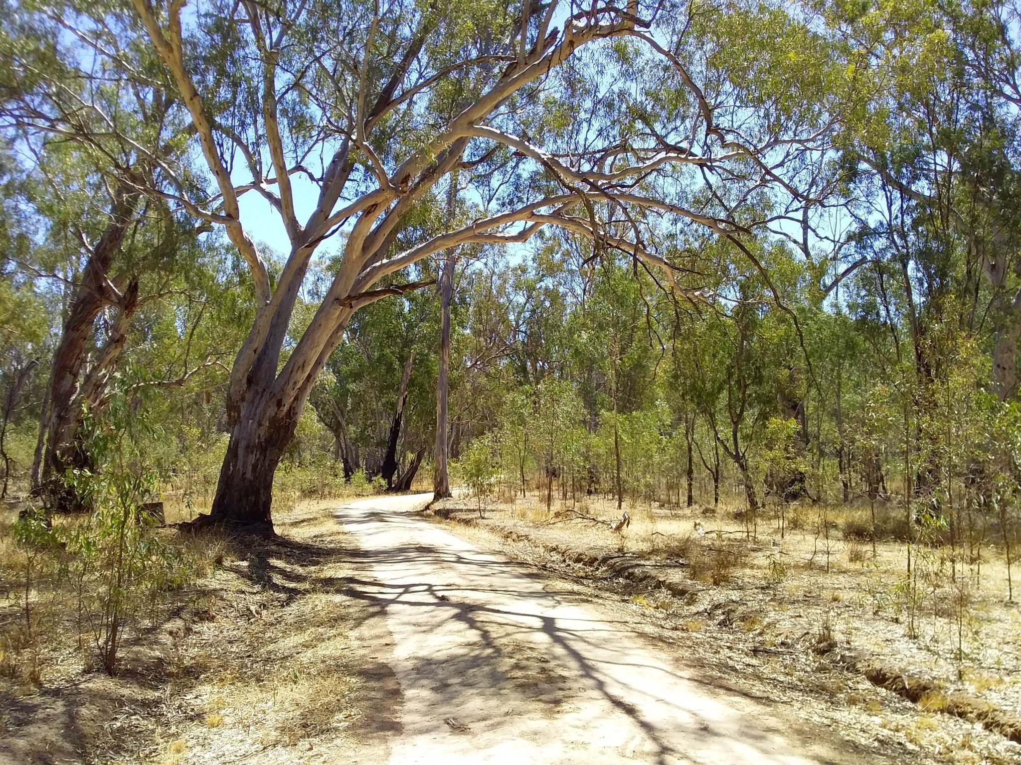 Yellowbelly Track – Nix-Tracks